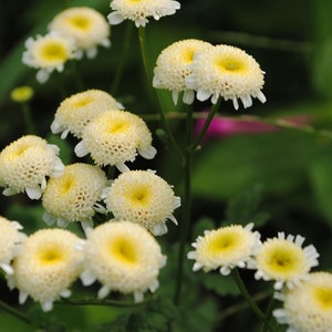 NEW 50 Magic Lime Green Feverfew Seeds Matricaria Tanacetum - Etsy