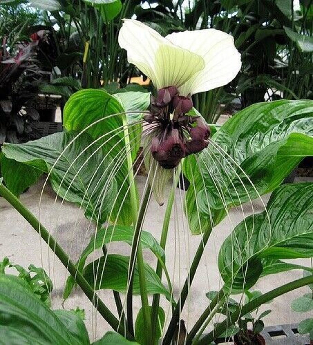 White Bat Flower Seeds, Tacca Chantrieri Nivea TC0110 - Etsy