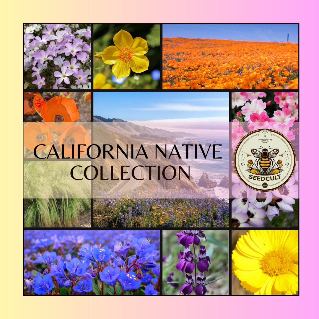 California Native Seed Collection, Over 3,000 Seeds! Gift Box, 20 ...