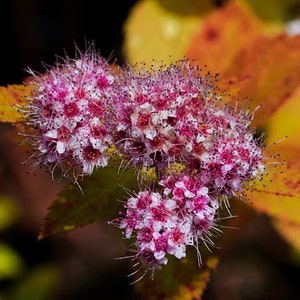 200 Japanese Meadowsweet Seeds Spirea Japonica Hot Pink - Etsy Canada