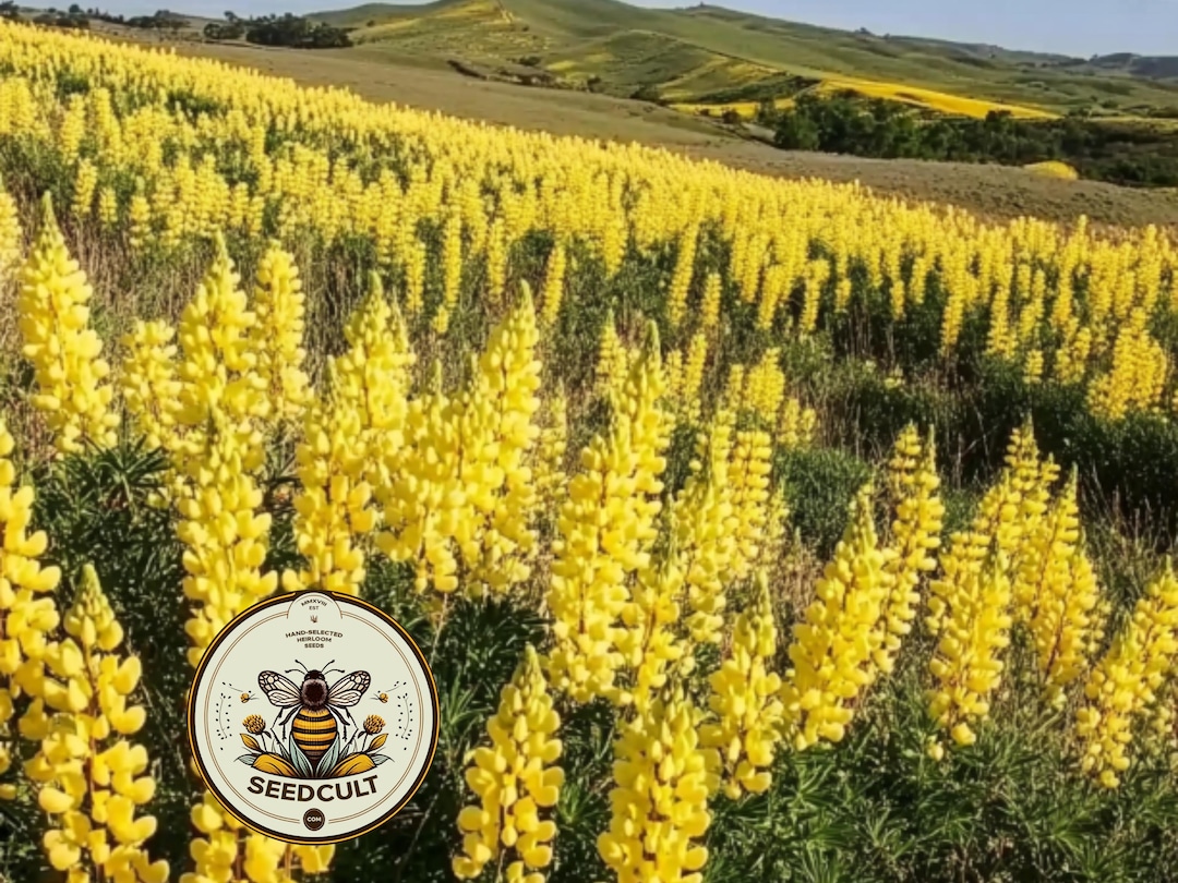 Golden Lupine Seeds, California Native, Lupinus Densiflorus Aurea, Rare ...