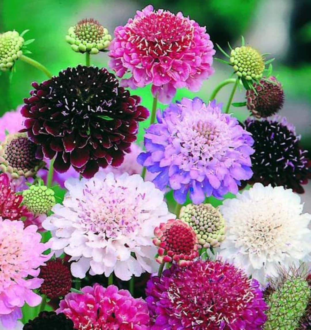 100 Eight Color Mix Scabiosa Flower Seeds, Bulk Pincushion, Scabiosa ...