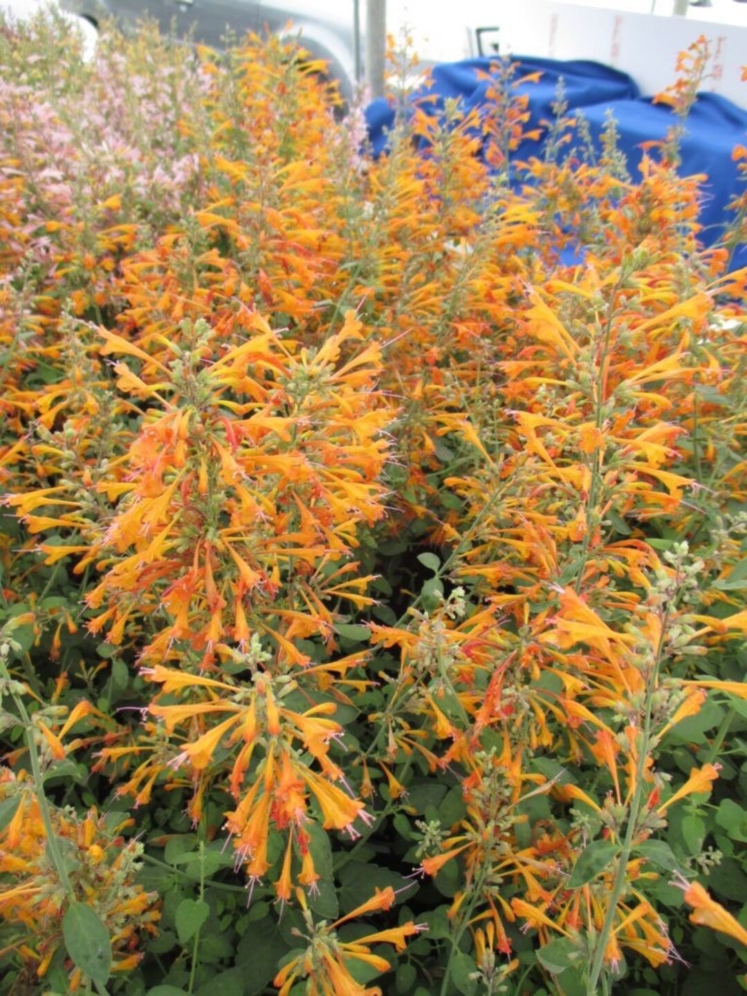 Peach Margarita Agastache Seeds, Agastache Aurantiaca AG0350 - Etsy