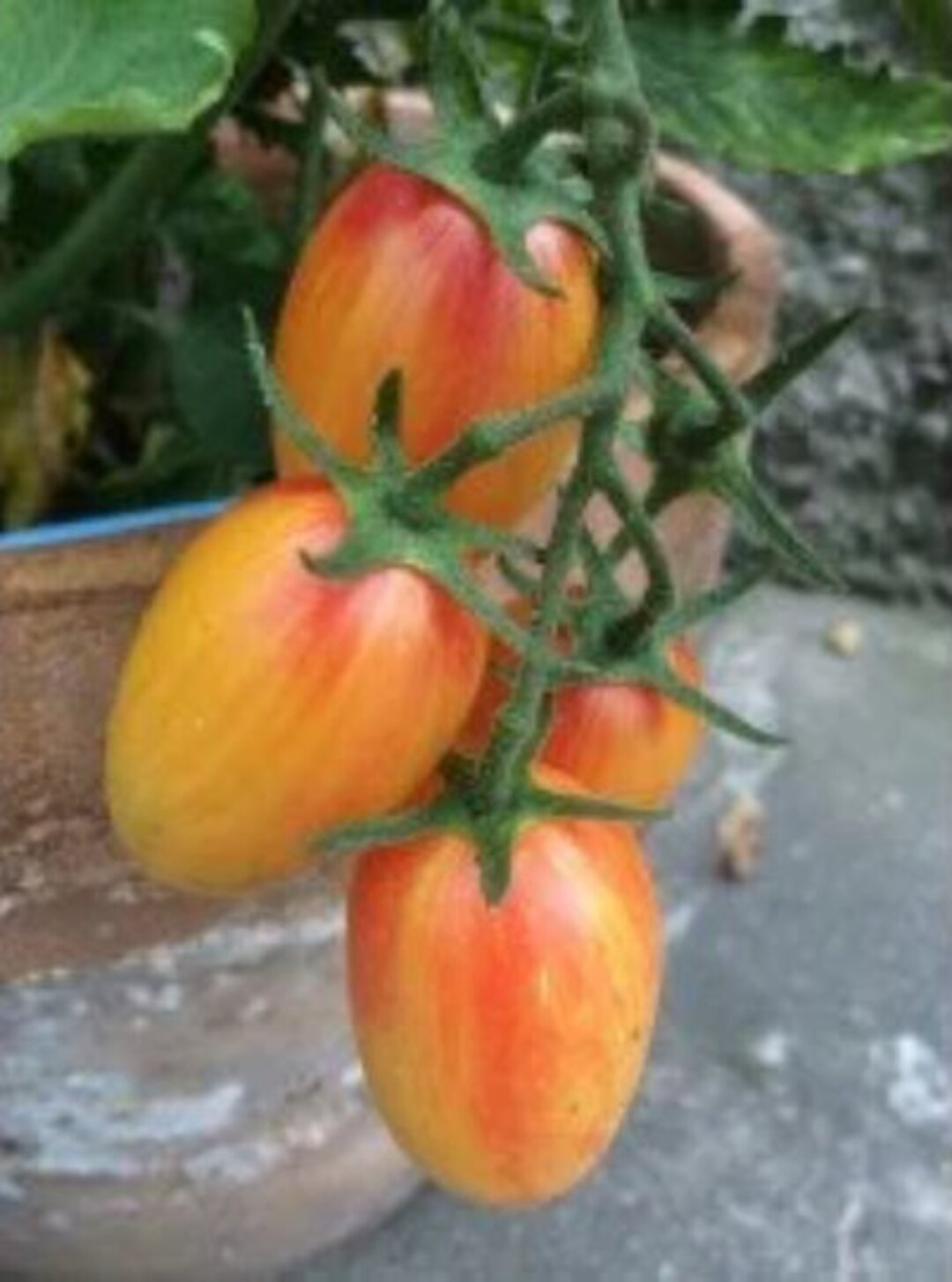 Organic Blush Tiger Tomato Seeds, Solanum Lycopersicum LY1825 - Etsy