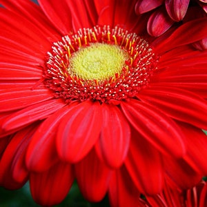 Giant Gerbera Daisy Hybrid Seeds Mix, Gerbera Jamesonii GE0110 - Etsy