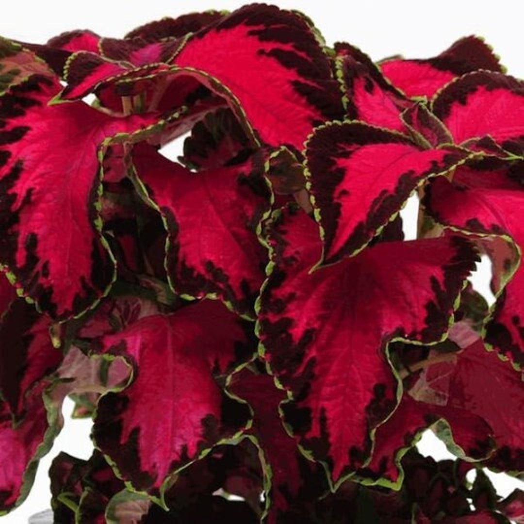 Chocolate Covered Cherry Coleus Pelleted Seeds, Indoor Shade Plant ...