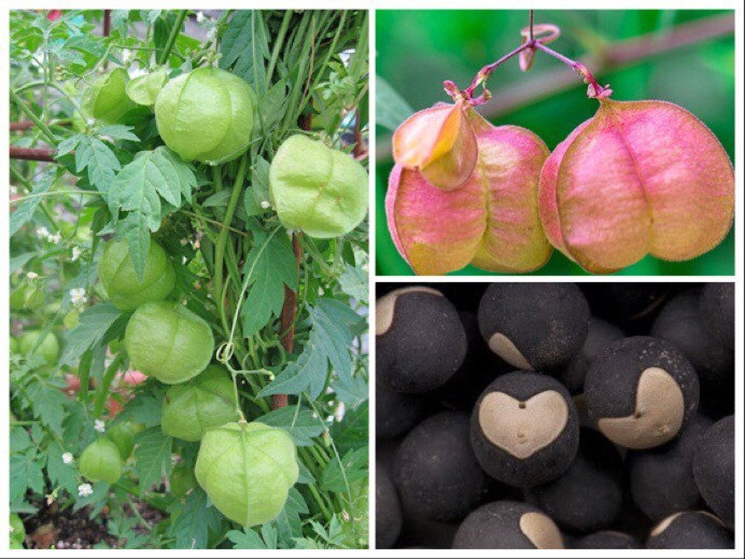 Love in the Puff Seeds, Paper Lantern, Balloon Vine, Heart Seed ...