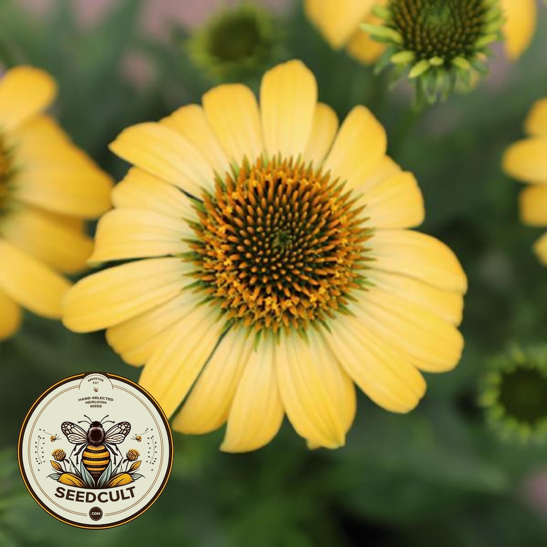 NEW! 5 Count Rare Pale Yellow Apex, Pollynation Echinacea Seeds ...