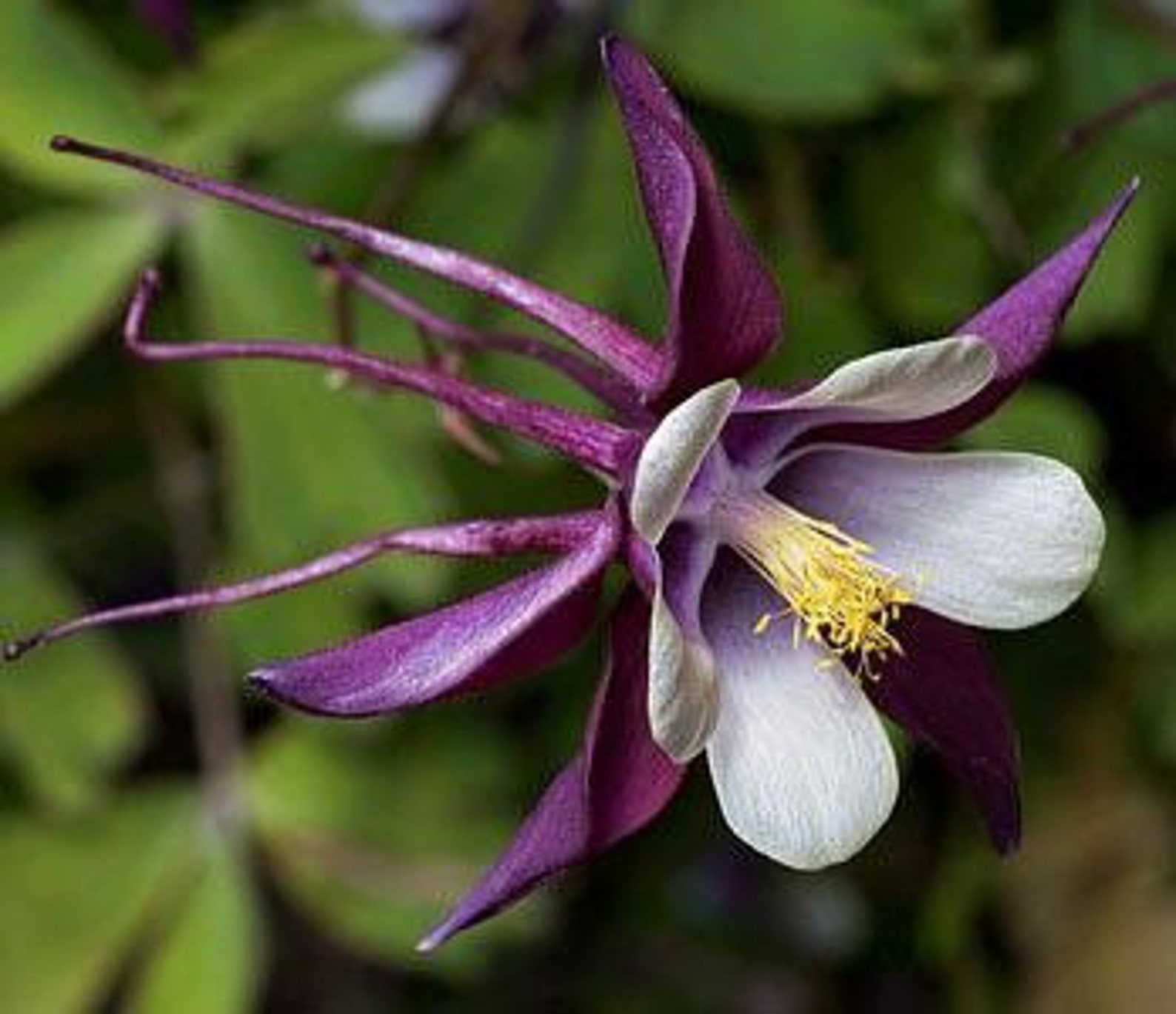 Deep Purple Columbine William Guinness Seeds Purple-Black | Etsy