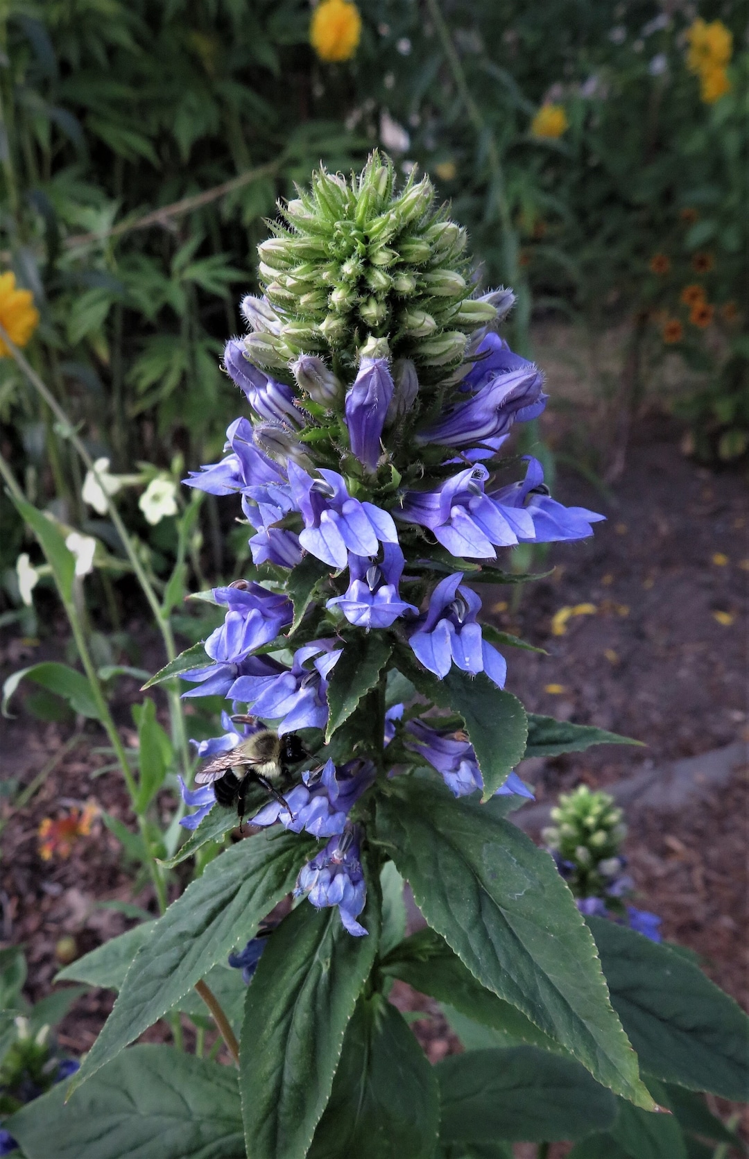 Bulk Great Blue Cardinal Flower Seeds, Lobelia Siphilitica LO211C - Etsy