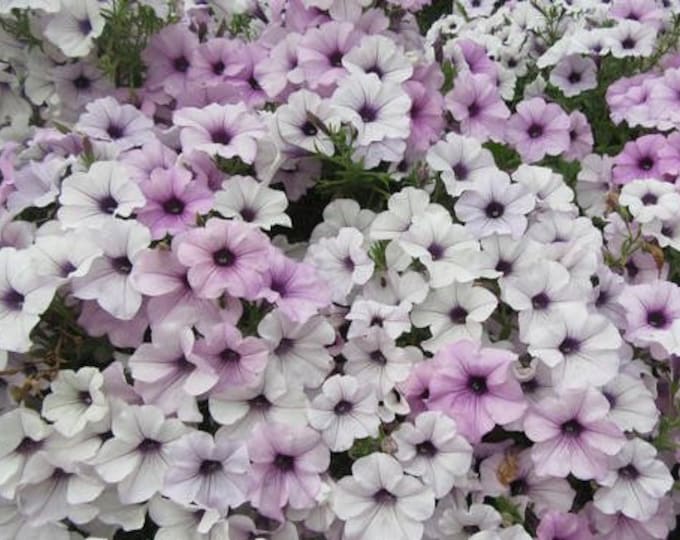 Silver Tidal Wave Petunia Seeds, Pelleted for Easier Sowing and ...