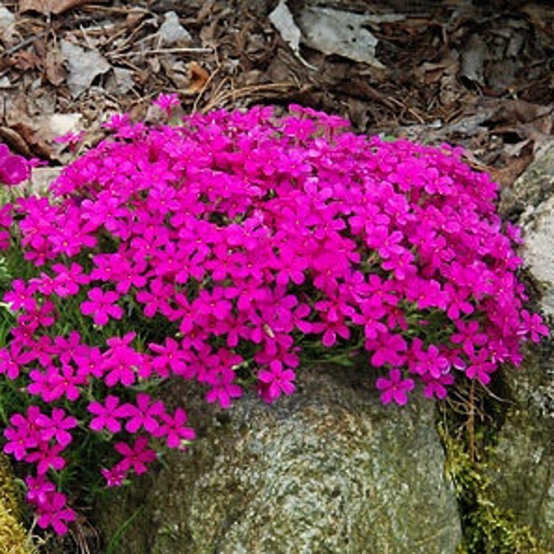 Ground Cover for Shade - Etsy