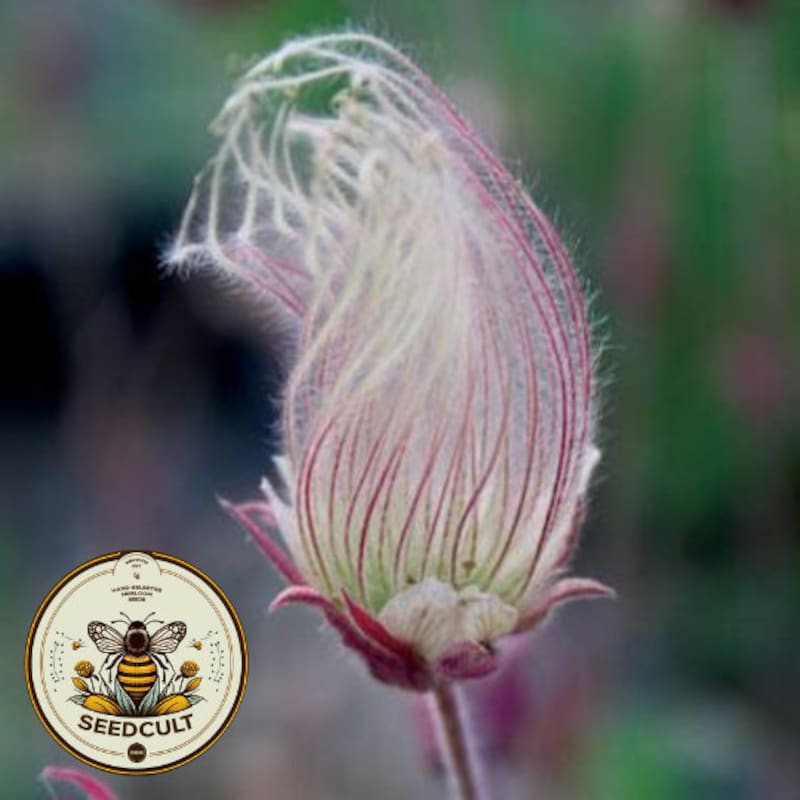 Prairie Smoke Flower - Etsy