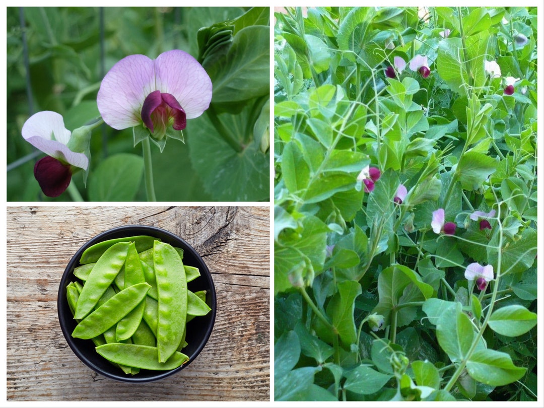 50 Dwarf Grey Snow Pea Seeds, Pisum Sativum PI0450 - Etsy