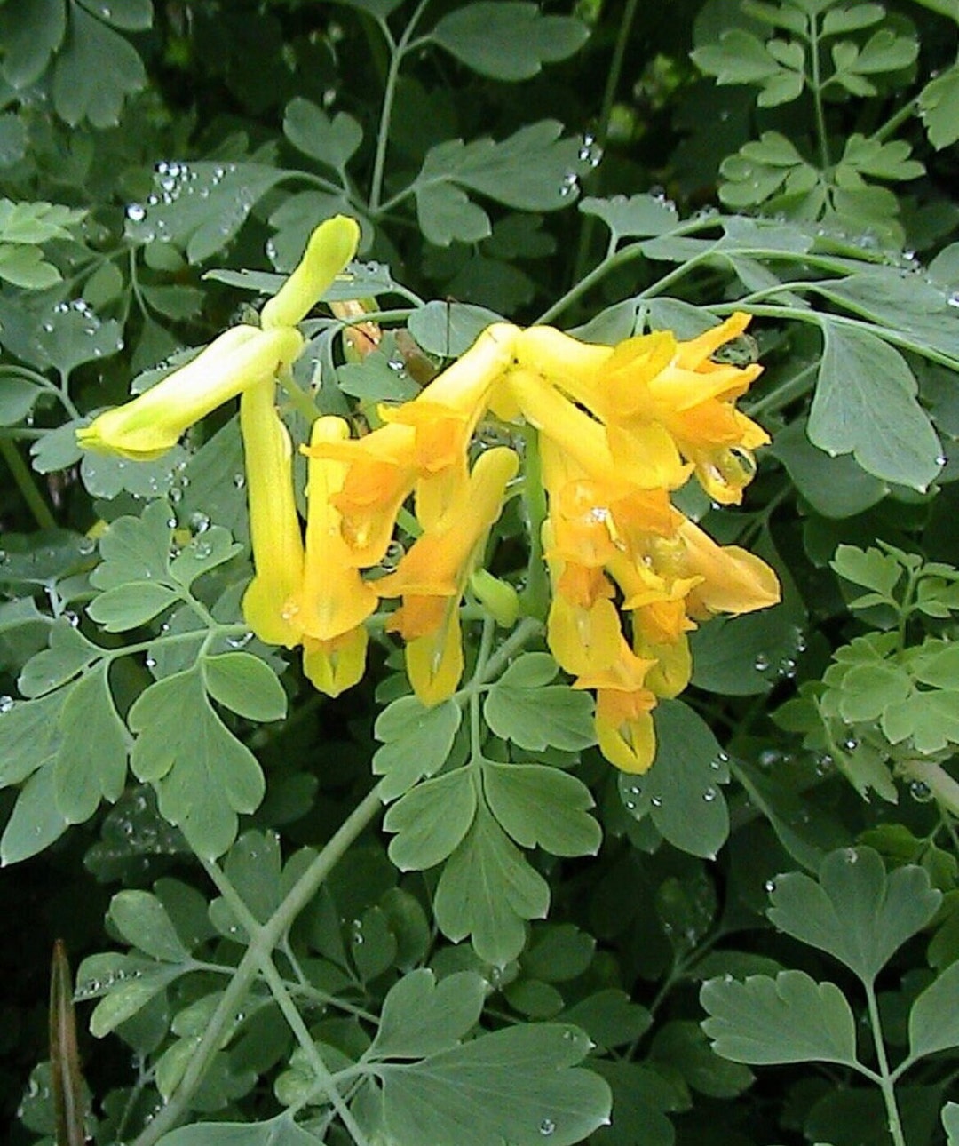 Rare False Golden Bleeding Heart Seeds, Corydalis Lutea CY2010R - Etsy