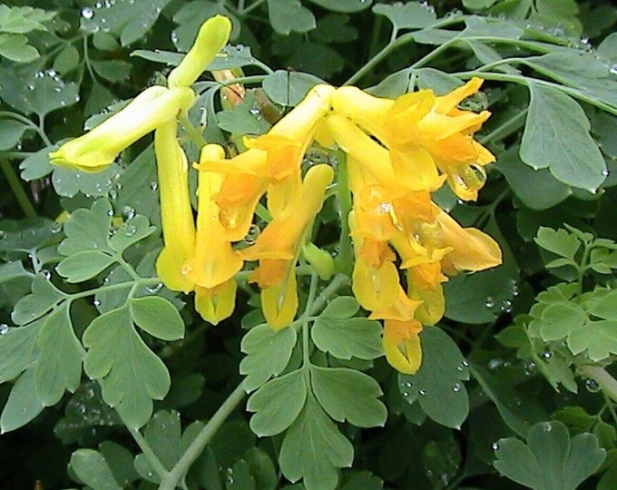 Rare False Golden Bleeding Heart Seeds, Corydalis Lutea CY2010R - Etsy