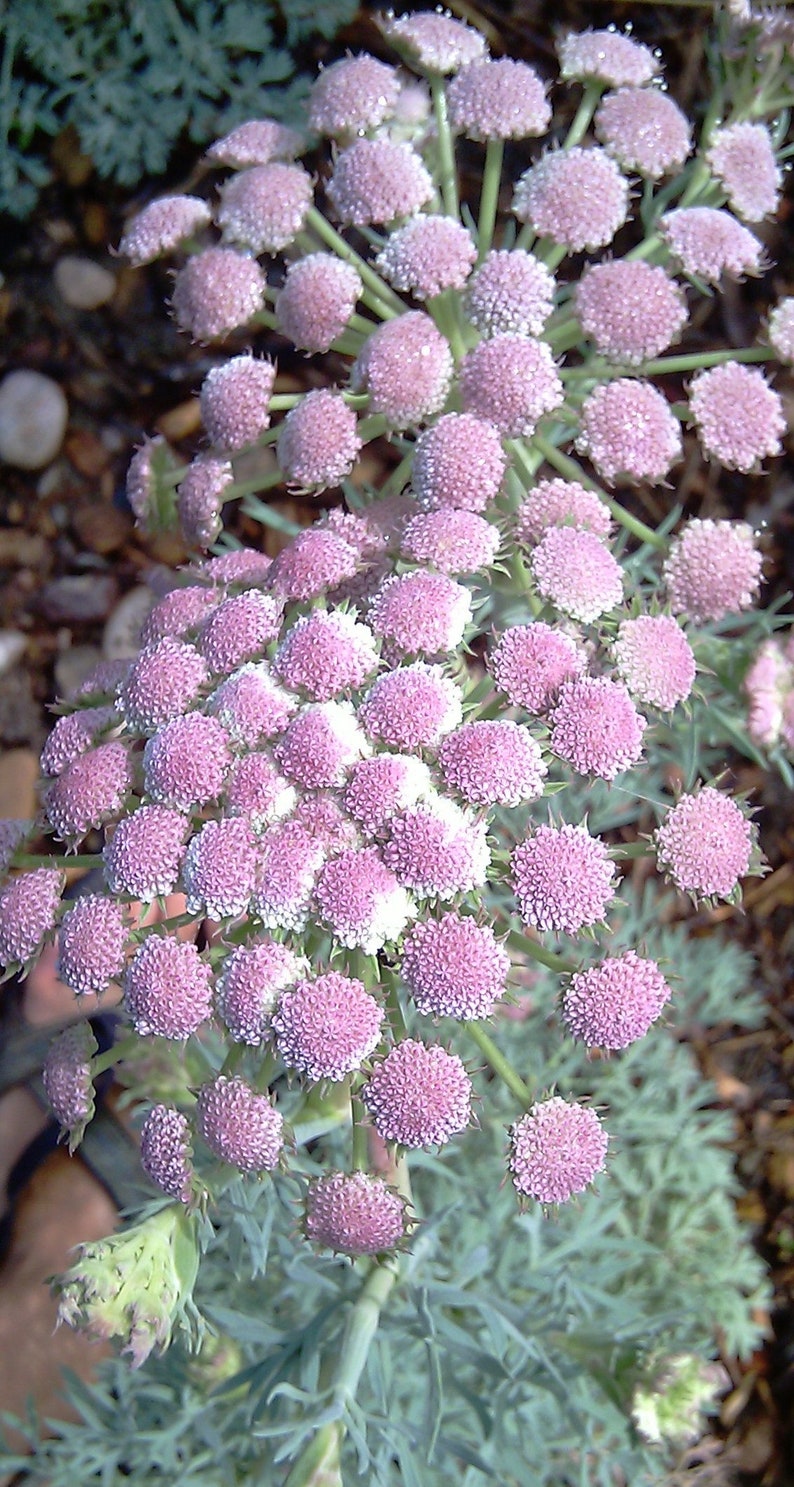 Rare Moon Carrot, 10 Seeds, Seseli Gumniferum, SE8010 - Etsy