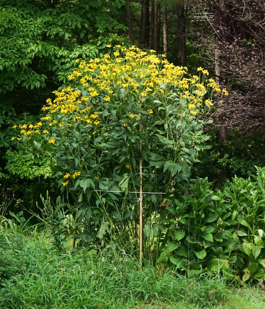Native Cut Leaf Coneflower Seeds, Rudbeckia Lacinata RU0625 - Etsy