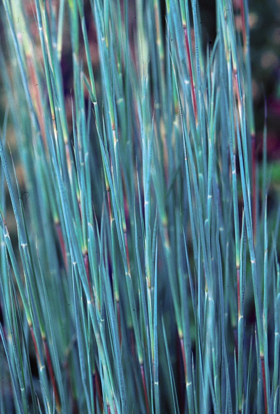 1000 Little Blue Stem Grass Seeds, Schizachyrium Scoparium SZ011MR - Etsy