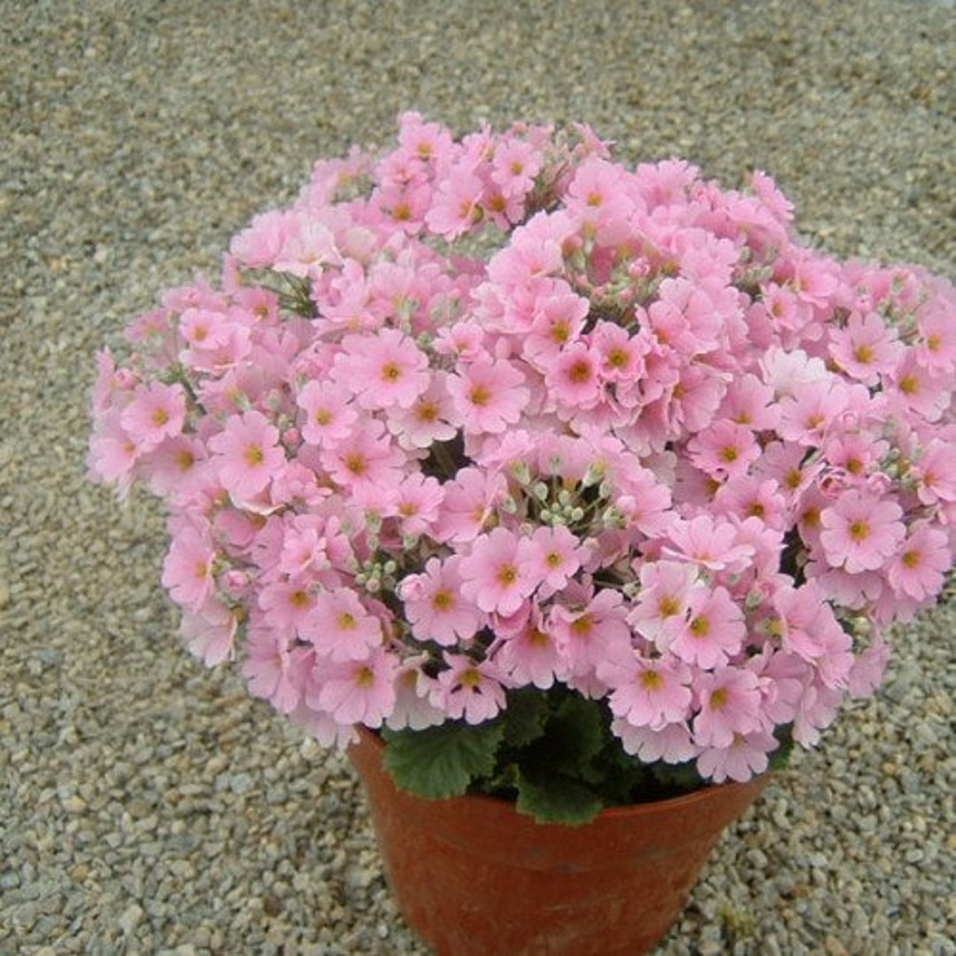 Beauty Pink Primula Seeds, Primula Malacoides, House Plant, Bright ...