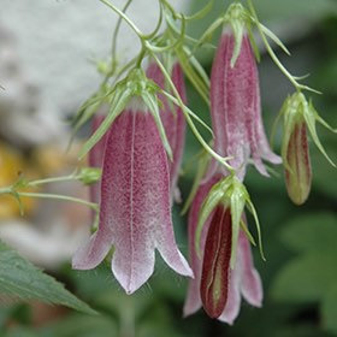 Spotted Bellflower Seeds, Campanula Punctata CM4225 - Etsy