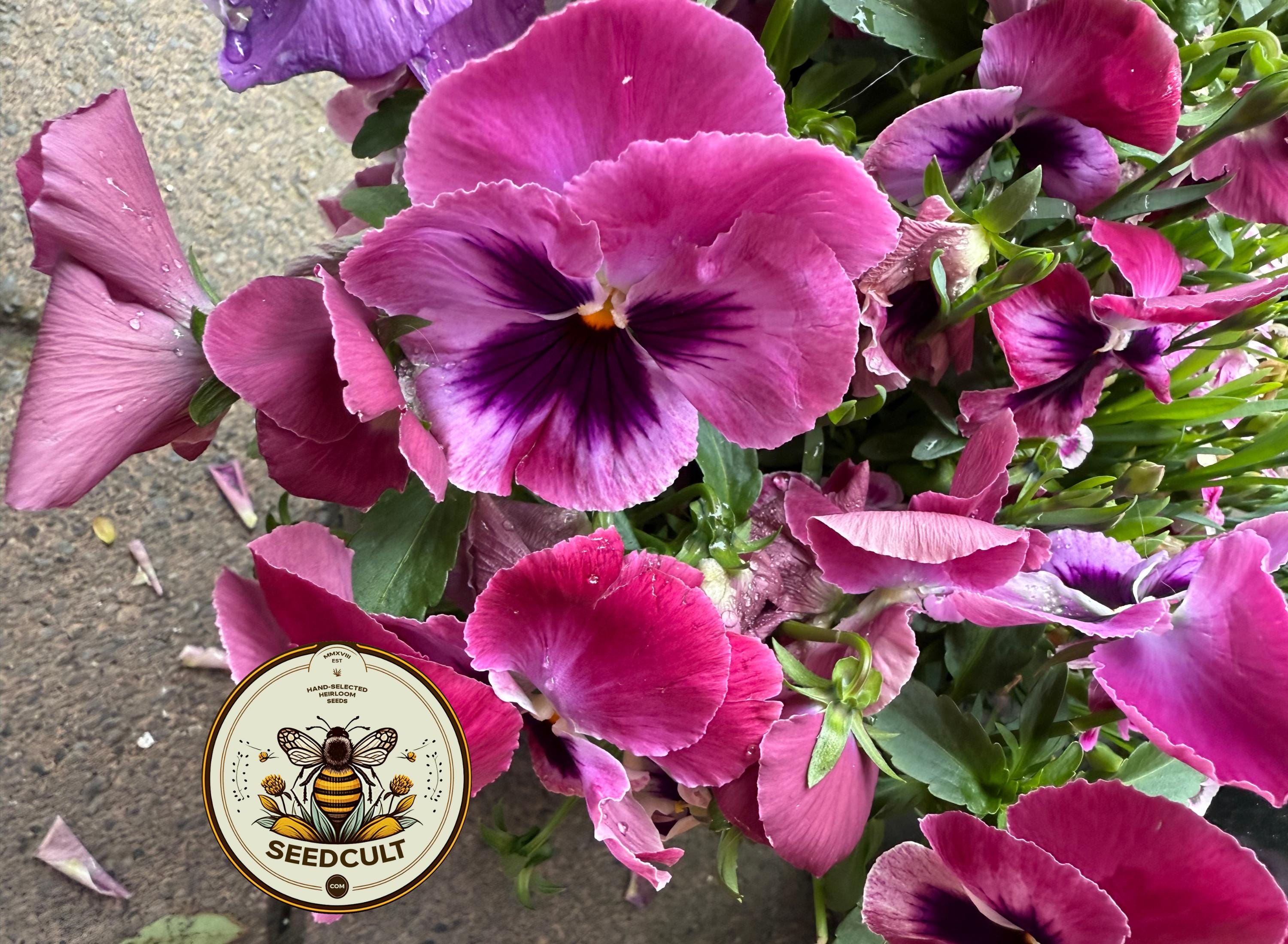 NEW! Delta Pink Shades Pansy Seeds, Viola X Wittrockiana VL3620 - Etsy