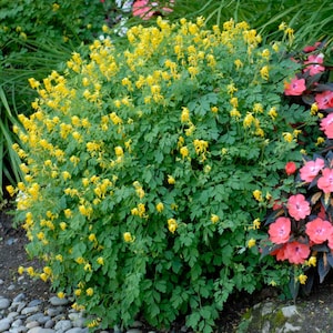 Rare False Golden Bleeding Heart Seeds, Corydalis Lutea CY2010R - Etsy