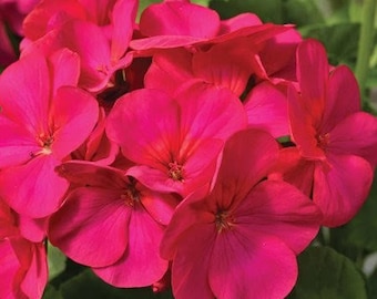 Salmon Geranium Seeds, Maverick Series, Pelargonium Zonale PZ0510 - Etsy