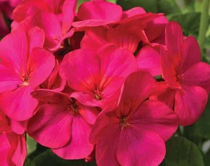10 Seeds F2 BICOLOR RED GERANIUM Colorama Pelargonium Zonale Balcony ...
