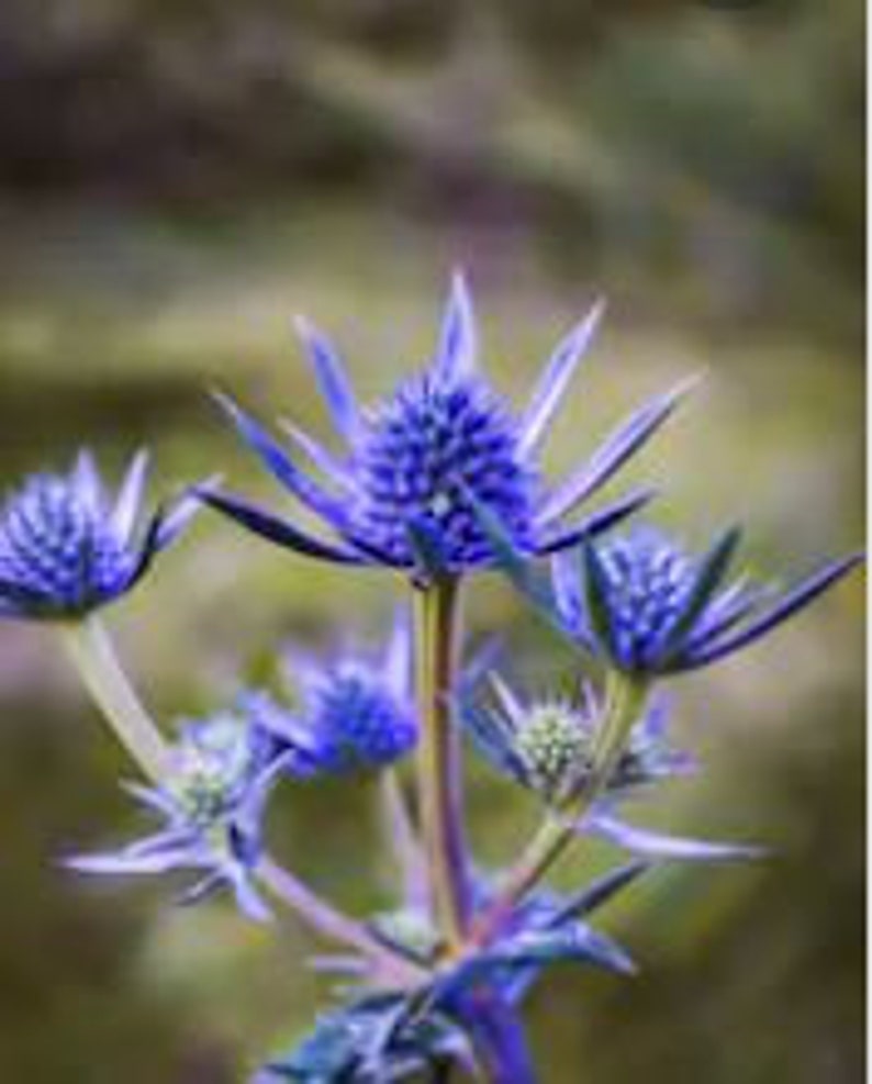 Blue Glitter Sea Holly Alpinum, Thistle, Eryngium Alpinum Superbum ...