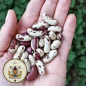NEW! 1500 Year Old Cave Bean Seeds, Ancient Beans, Phaseolus Vulgaris ...
