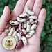 NEW! 1500 Year Old Cave Bean Seeds, Ancient Beans, Phaseolus Vulgaris ...