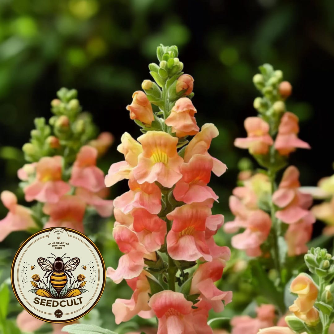 NEW! Snaptini Peach Snapdragon Seeds, Antirrhinum Majus AN5325P - Etsy