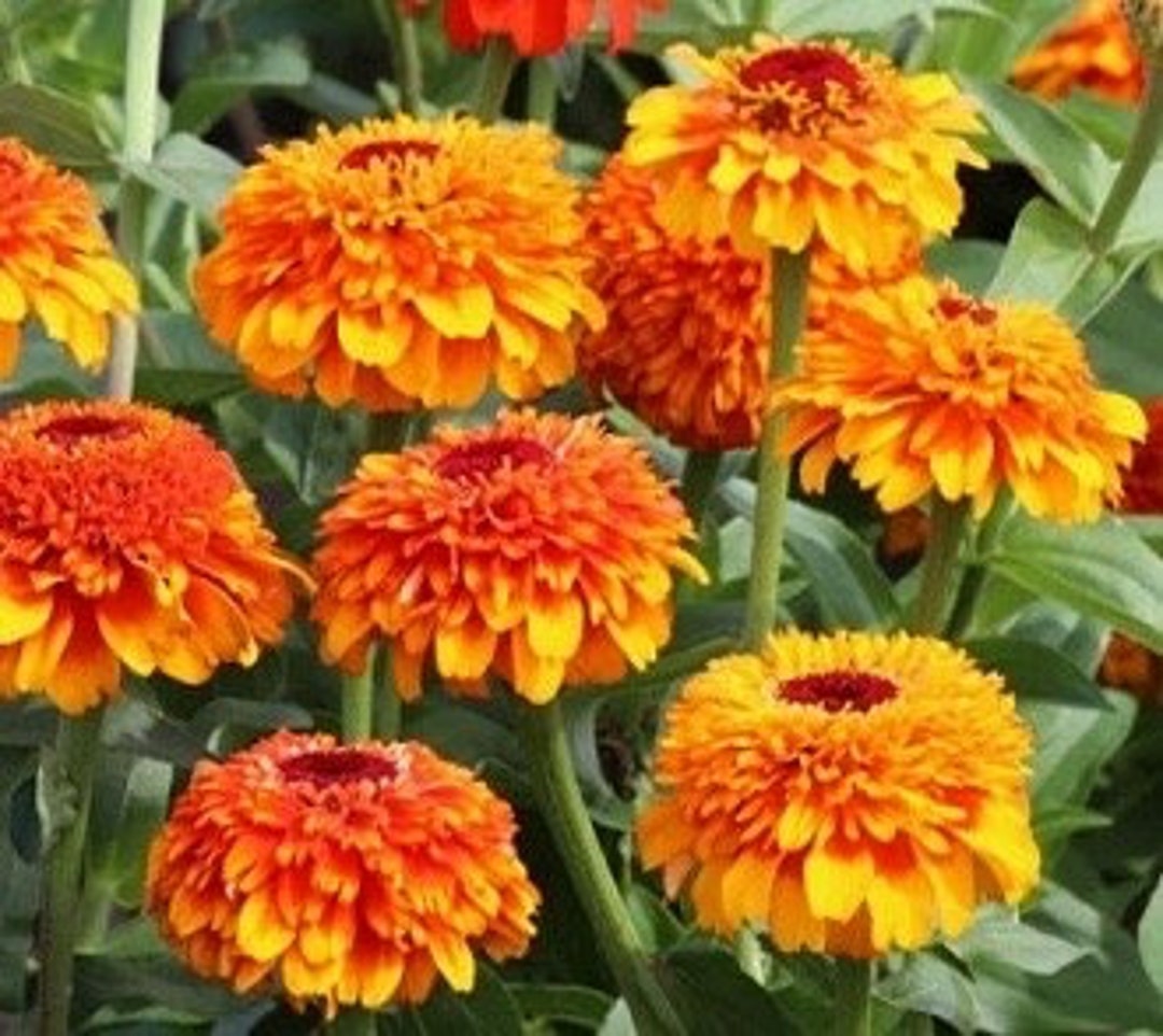 Zinderella Zest Zinnia Seeds, Zinnia Elegans ZE2810 - Etsy
