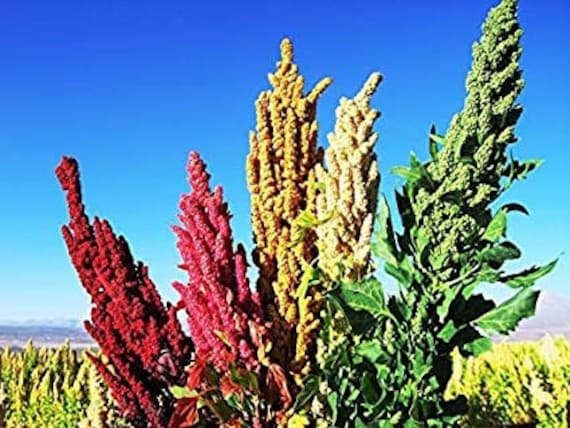 Quinoa Plant Seeds