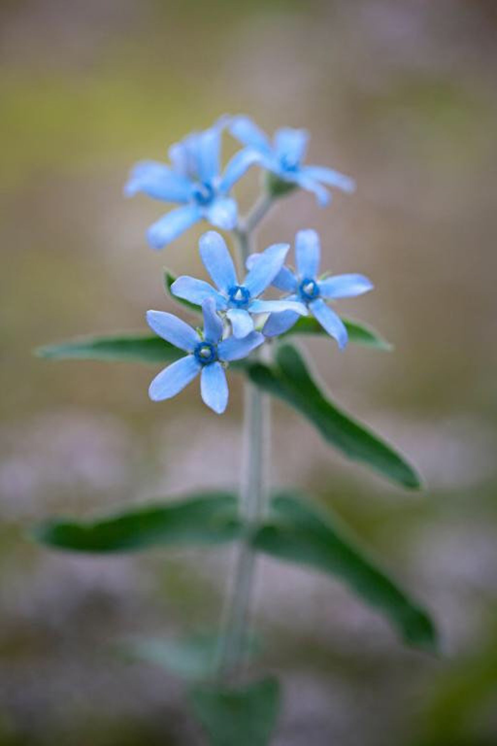 Blue Milkweed Seeds, Heavenly Blue Tweedia, Caerulea, Butterfly ...
