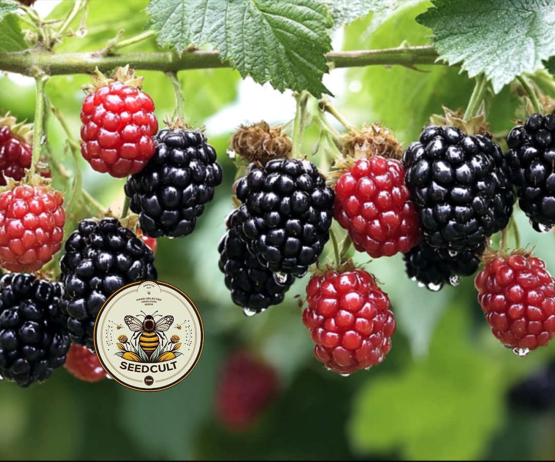 NEW! Native California Blackberry Seeds, Pacific Blackberry, Trailing ...