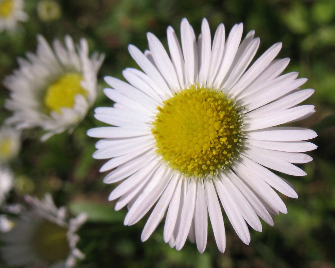 100 Daisy Fleabane Seeds, Native US Wildflowers, Erigeron Strigosus ...