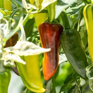 Mocha Swirl Pepper Seeds, Variegated Foliage, Capsicum Annuum, CS1210 ...