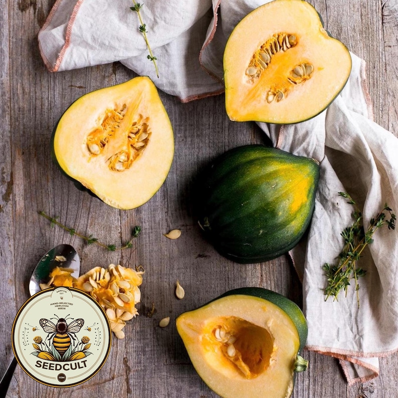 NEW! Table Queen Acorn Squash Seeds, Cucurbita Pepo, Winter Squash ...