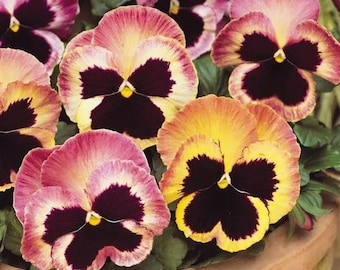 NEW! Majestic Giant Marina Blotch Pansy Seeds, Viola Wittrockiana ...