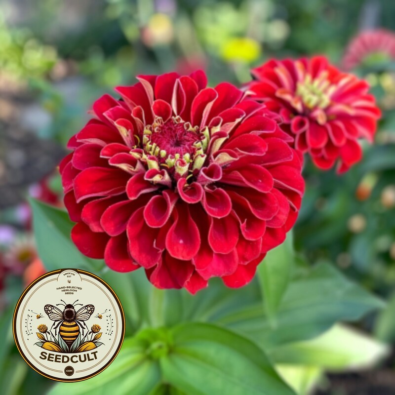 Rare Zinnia Seeds - Etsy