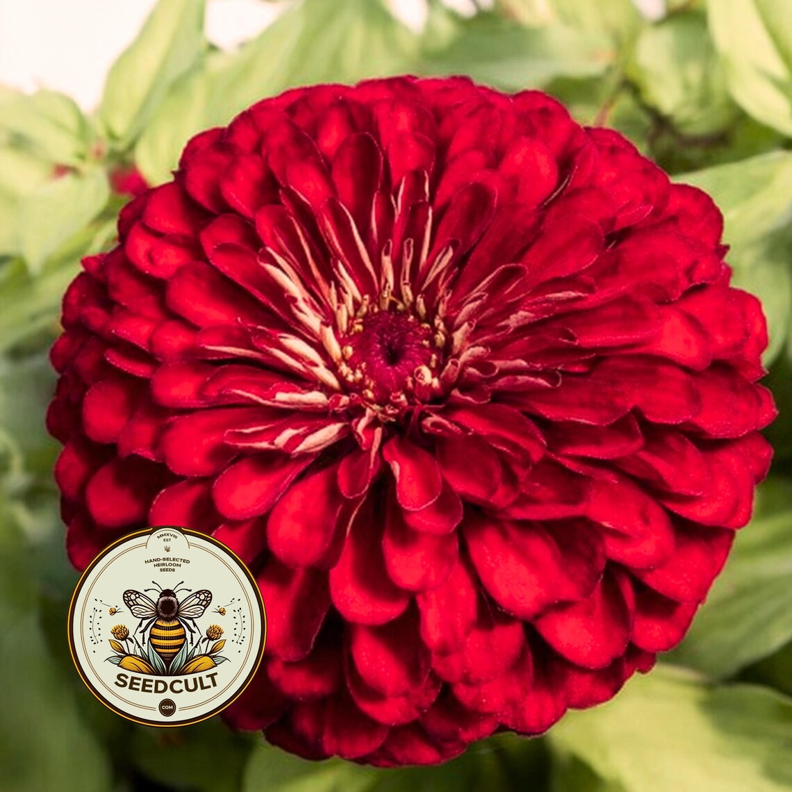NEW! Benarys Giant Deep Red Zinnia Seeds, Largest Giant Zinnias, Zinnia ...