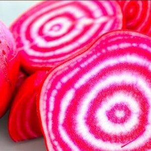 NEW! Candy Stripe Beets, Candy Cane, Bullseye, Beta Vulgaris, BE9315C ...