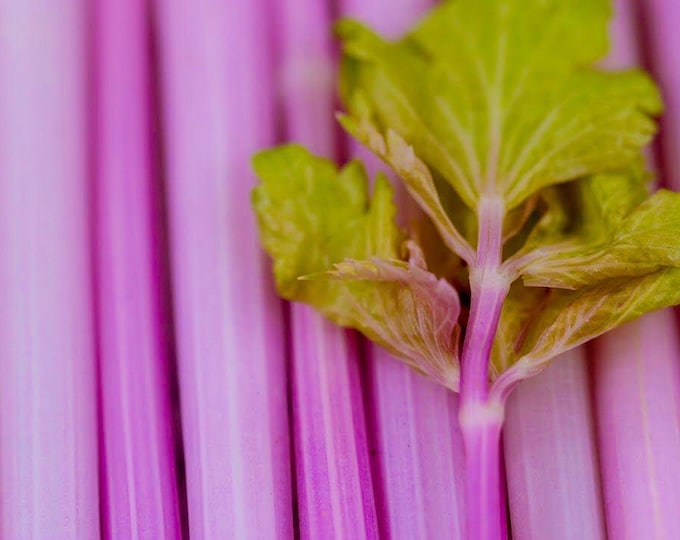 Organic Pink Celery Seeds, Chinese, Apium Graveolens, Heirloom, Non GMO ...