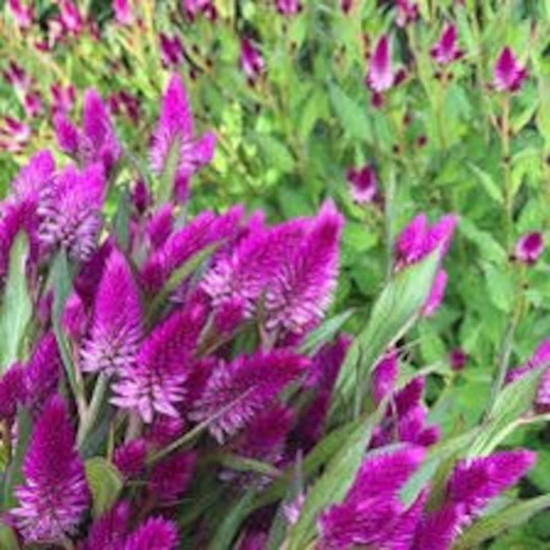 Ruby Parfait Celosia Seeds, Celosia Argentea Spicata CE0325 - Etsy
