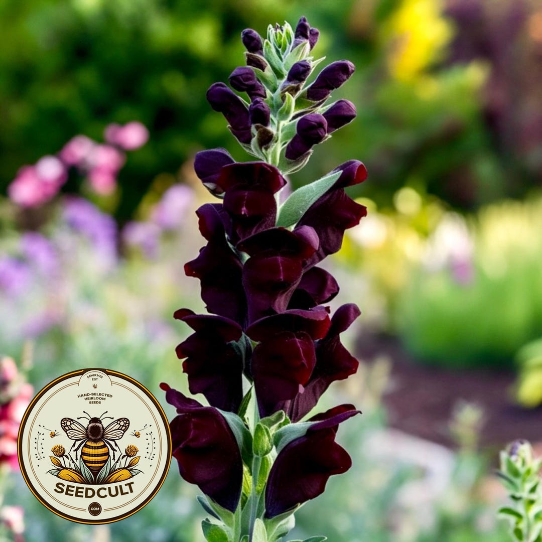NEW! Black Prince Snapdragon Seeds, Antirrhinum Majus AN5425 - Etsy