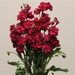 50 Katz Ruby Stock Seeds, Highly Fragrant Column Stock, Matthiola ...