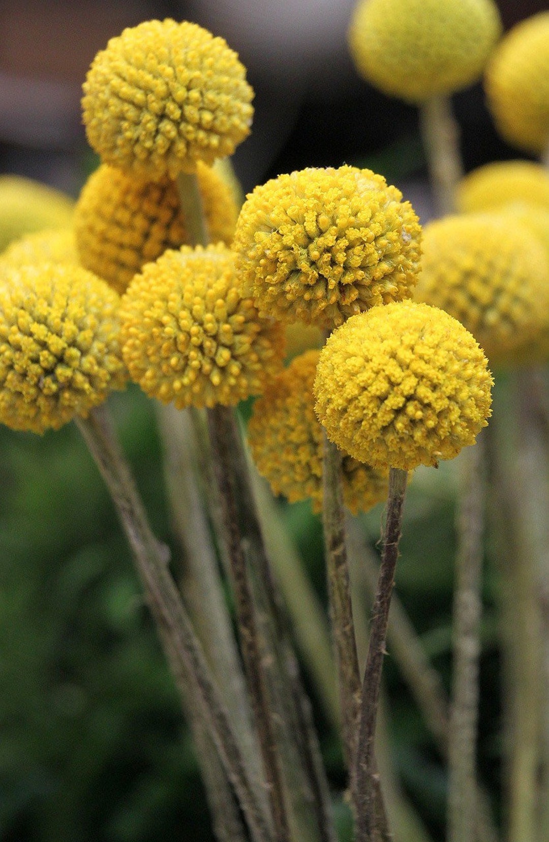 Billy Button Seeds, Craspedia, Billy Balls, Craspedia Globosa CD0150 - Etsy