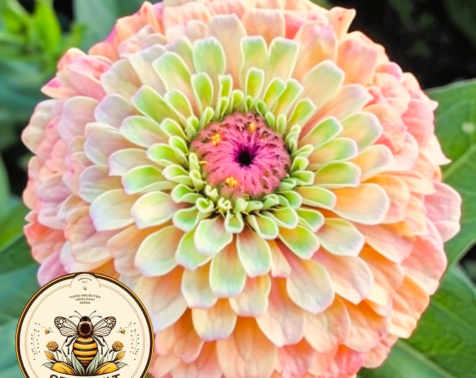 Queen Lime Blush Zinnia Seeds, Zinnia Elegans, Queen Series ZE0810 - Etsy